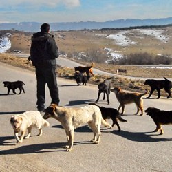 Dai un maidanez şi primeşti 20 de lei - Stiri si informatii din judetul ...
