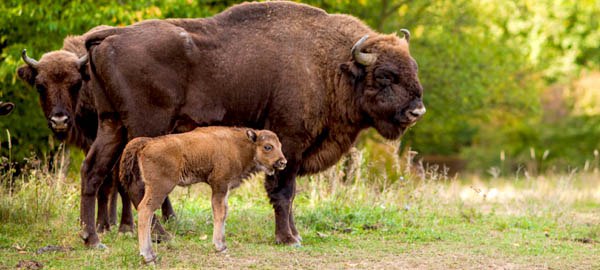 Primul zimbru născut în sălbăticie - Stiri si informatii din judetul ...