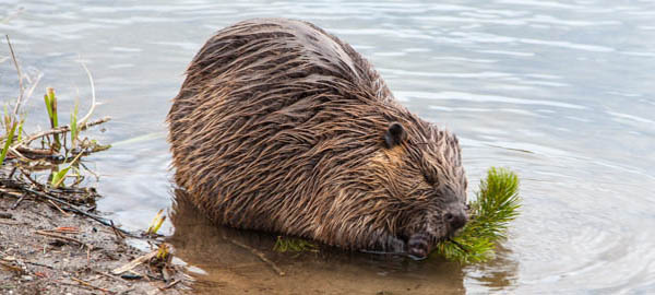 După aproape 200 de ani, aceste animale şi-au făcut, din nou, apariţia ...