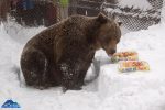 Ursul Baloo a ştiut că la Straja va fi o iarnă grea – Stiri si ...
