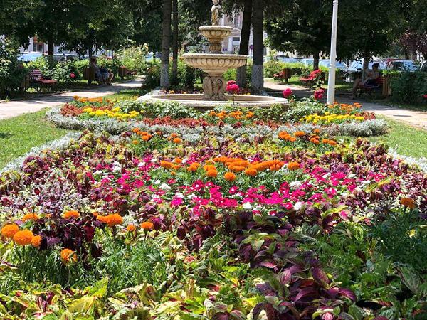 Vara devenilor e plină de flori – Stiri si informatii din judetul ...